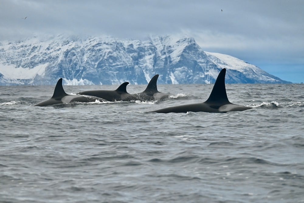 The Whale-Watching Journey of a Lifetime Starts With These 13 U.S ...