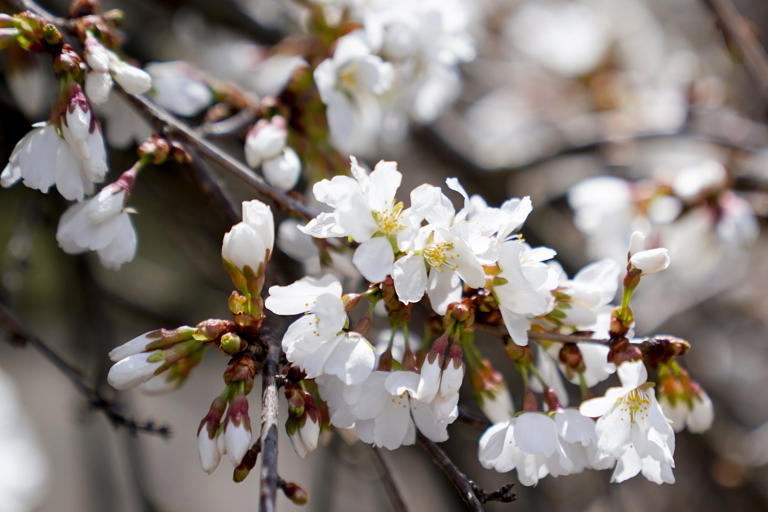 Spring blooms: Where to see tulips, azaleas, cherry blossom trees ...