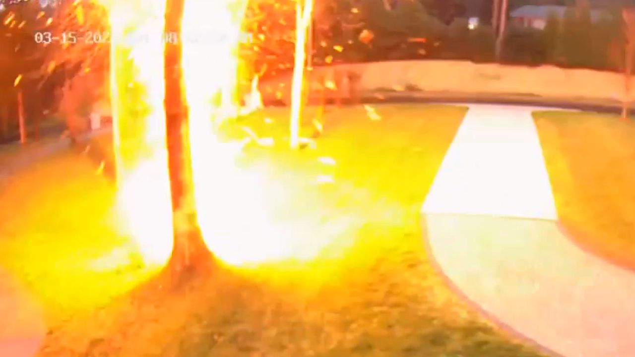 La foudre s'abat sur un arbre, il reste debout