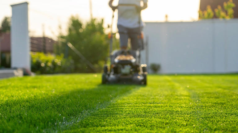 How To Choose Which Type Of Grass Seed Is Right For Your Lawn