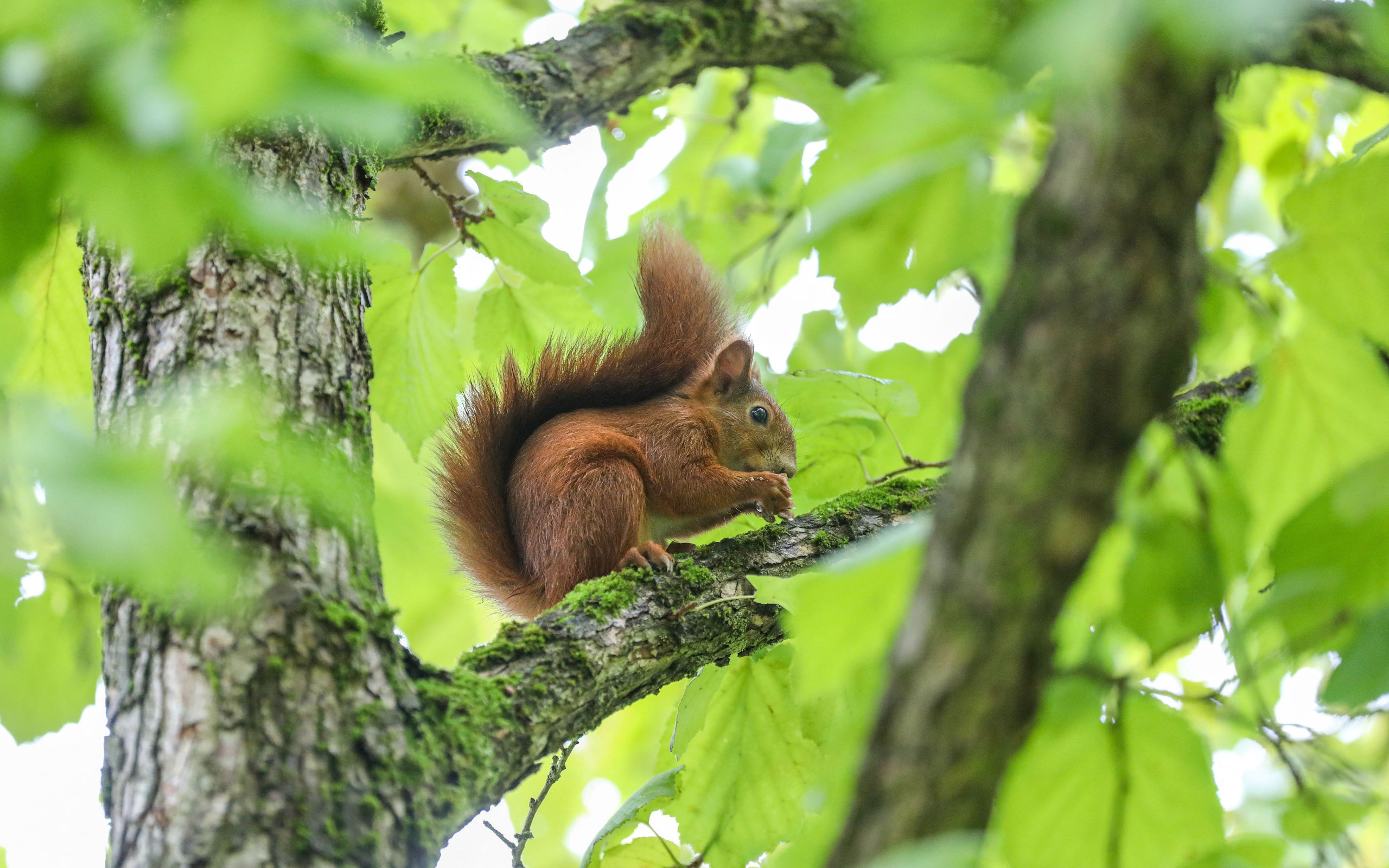 Animals that are thought to predict the weather