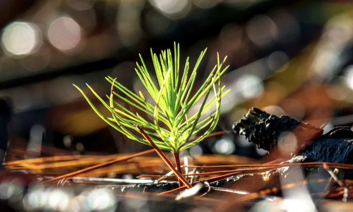 5 US Deforestation Facts You Probably Don't Know (But Really Should)