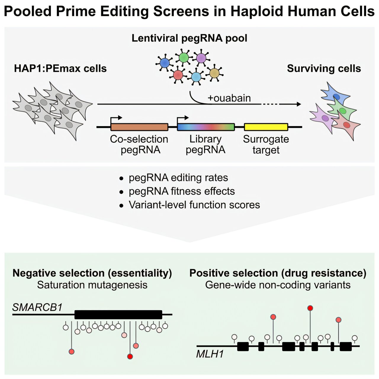 Pooled prime editing: Mass screening of genetic variants can clarify ...