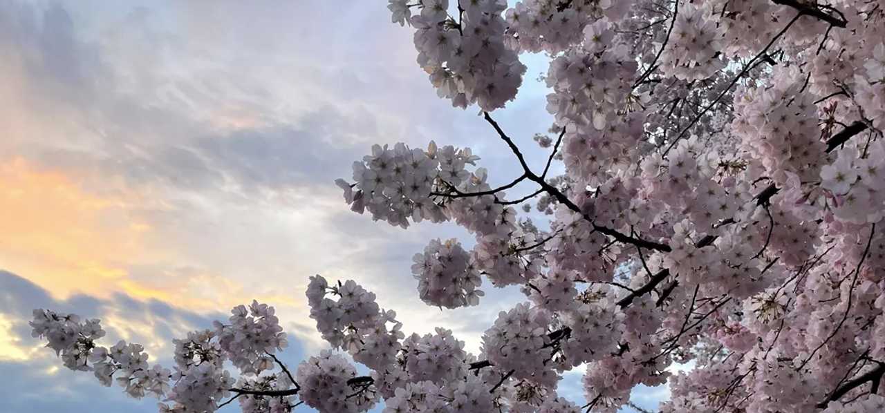 Best Times For Washington DC's Cherry Blossoms Bloom