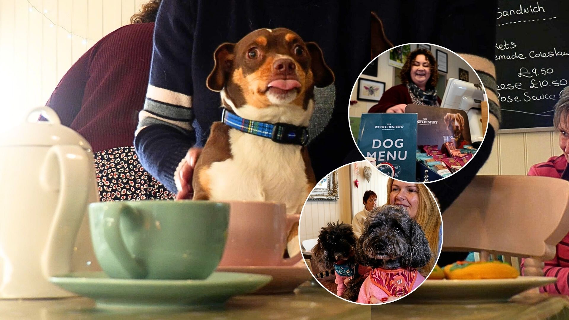 Inside dog-friendly cafe Bijou where pets are 'spoilt rotten' with a ...