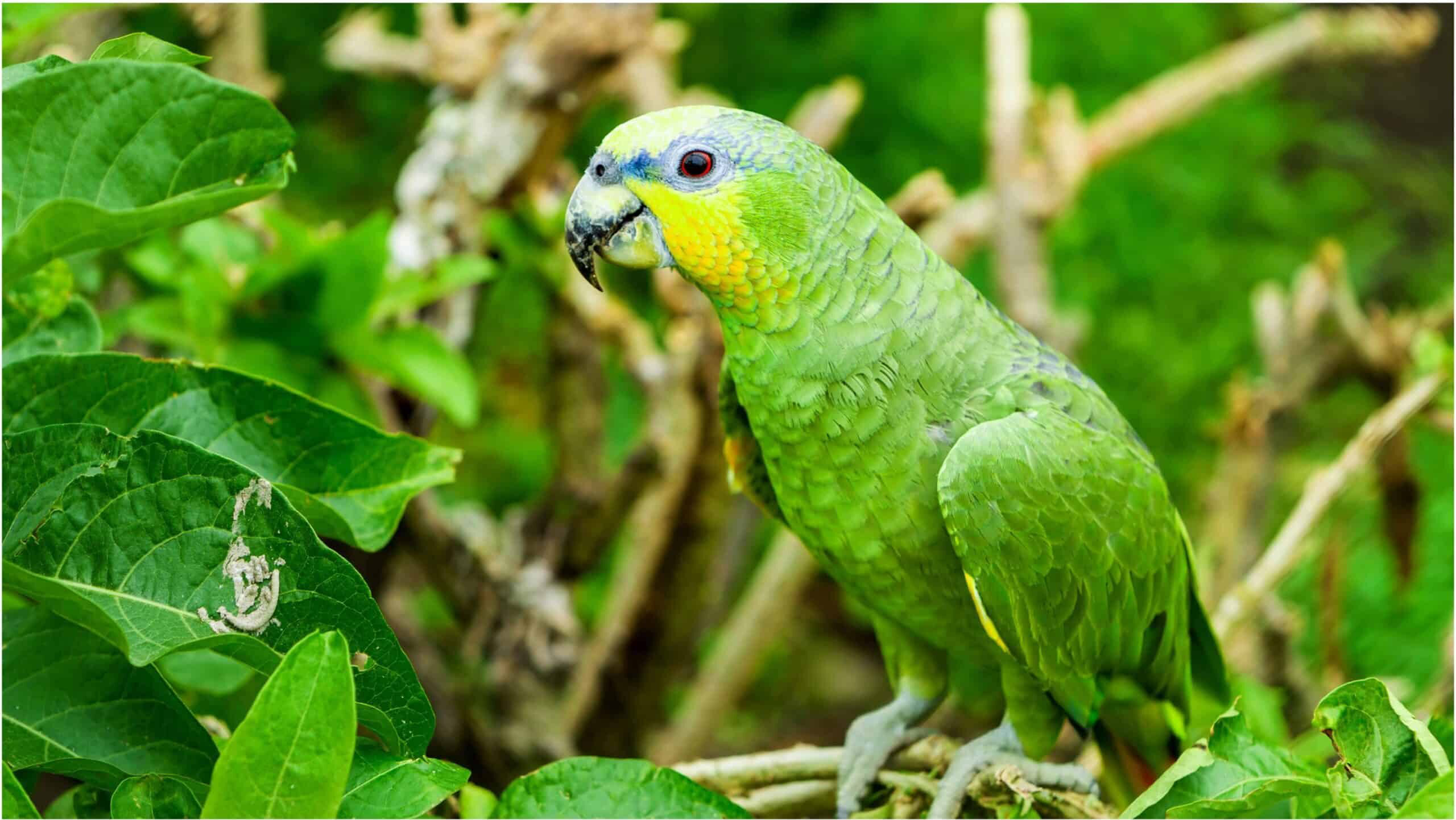 The Parrot That Solved Word Puzzles and Changed How We Understand ... The Parrot That Solved Word Puzzles and Changed How We Understand ...