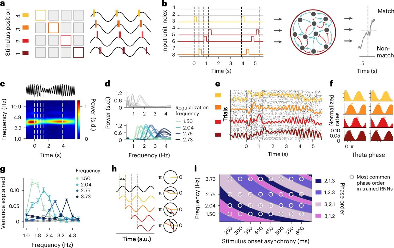 Deciphering the sequence of neuronal firing: New study challenges prevailing theory in neuroscience