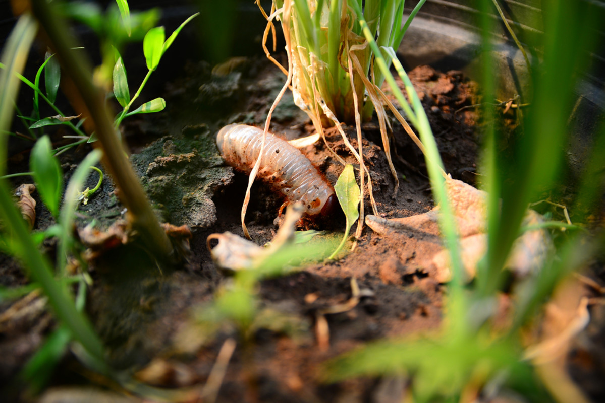 Got Grubs? Get Rid of These Pesky Garden Critters Using a Common Pantry ...