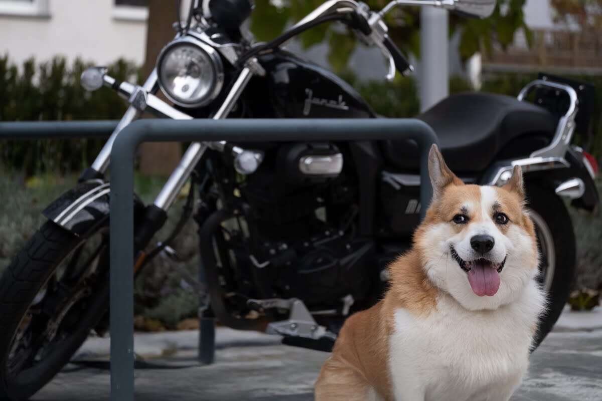 Brave Little Corgi Gearing Up for Epic Bike Ride Gives Off Total 'Big ...