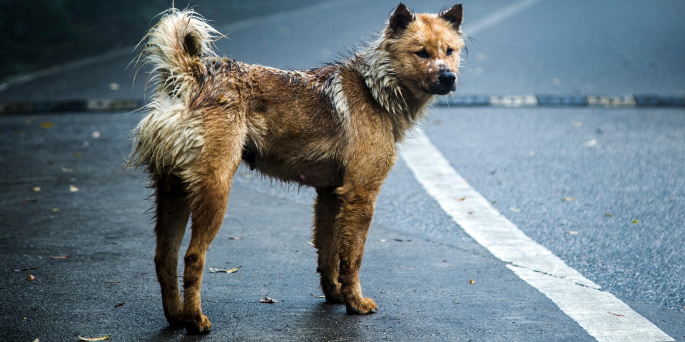 Chernobyl Animals: Mutation or Miracle Against Radiation?