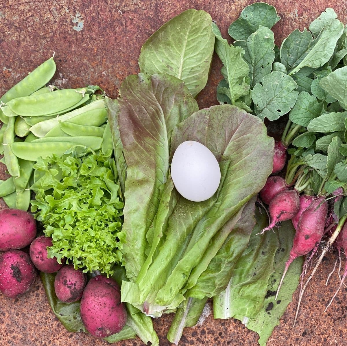 The Easiest Vegetables to Grow in a Thriving Home Garden