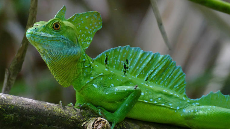 One Of Costa Rica's Best Attractions To See Sloths Is A Lush Rainforest ...