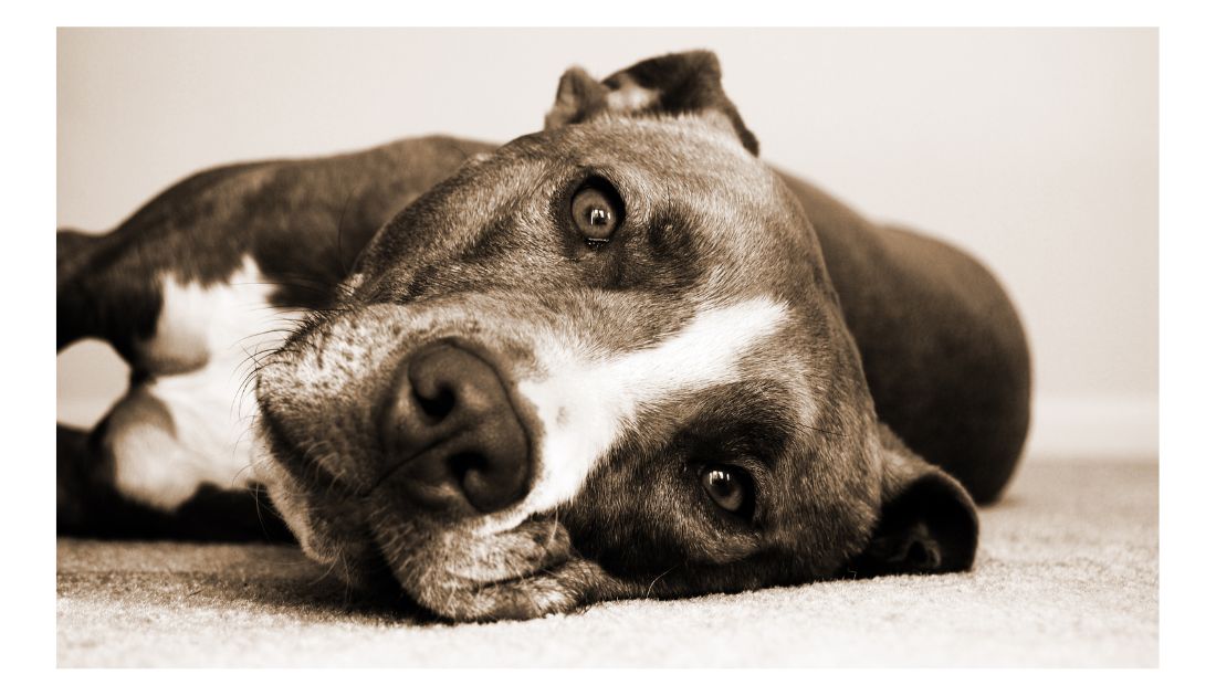 Breed-Specific Laws Are Costing Dogs Their Lives—Here’s Why Change Is ...