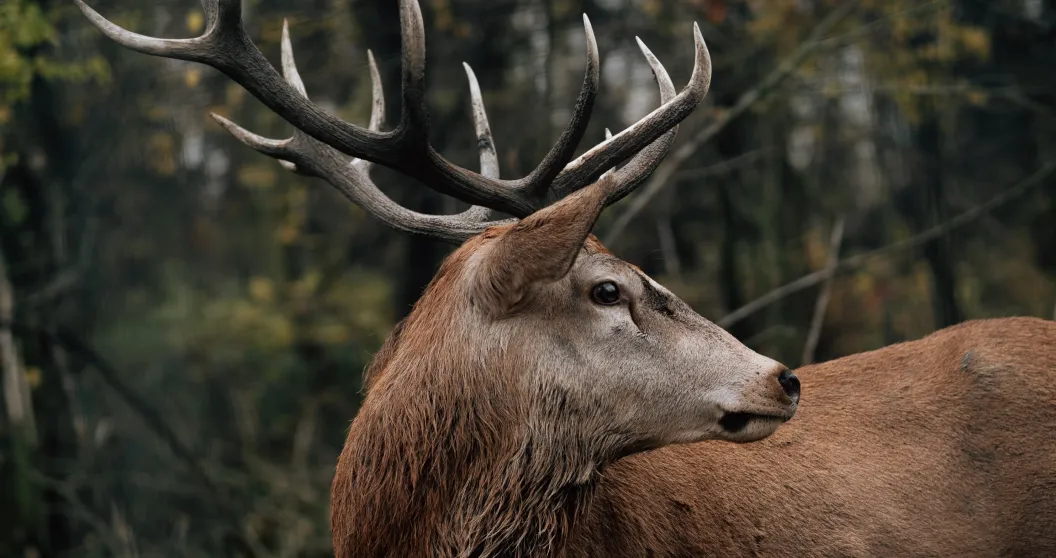 The Surprising Cause Of Death Revealed For Two Hunters Found Dead In ...