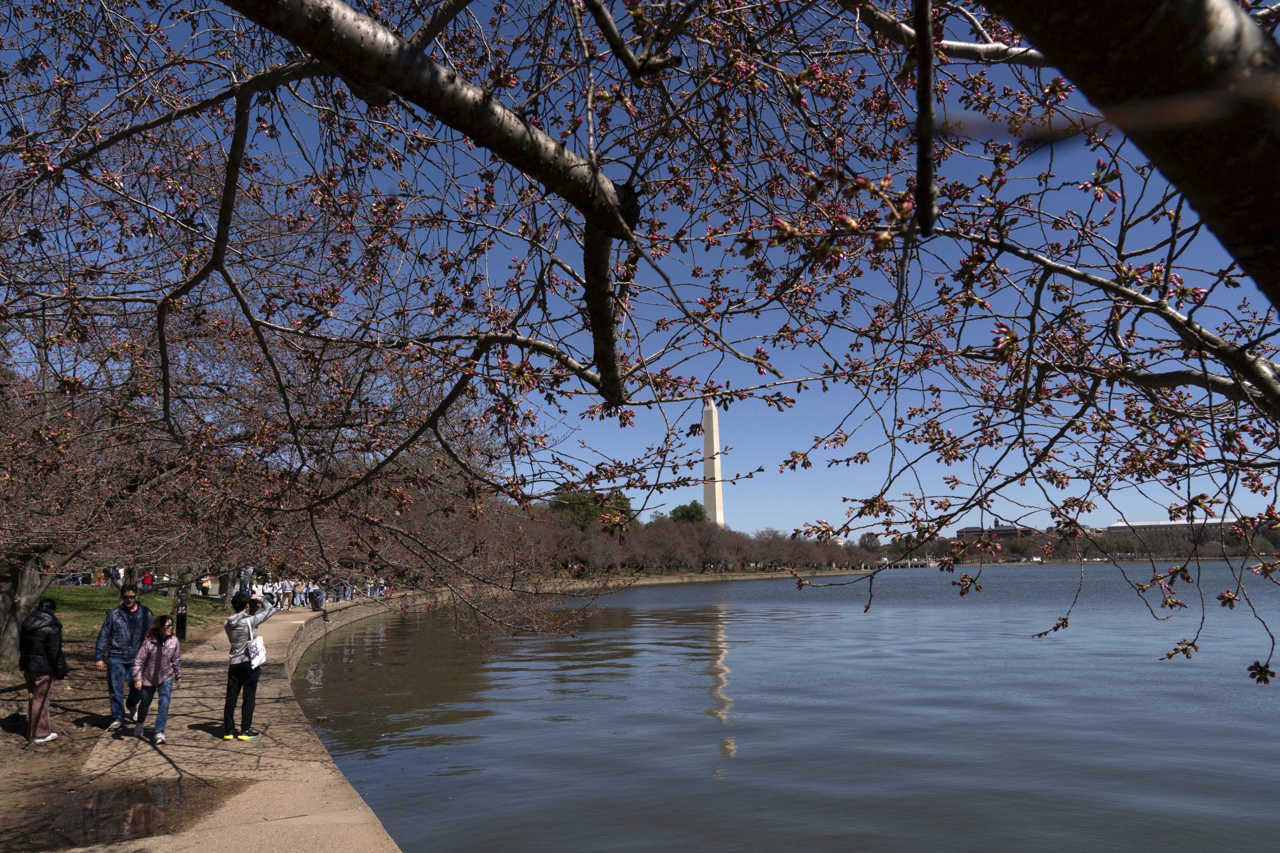Where to See Cherry Blossoms Across the US This Spring