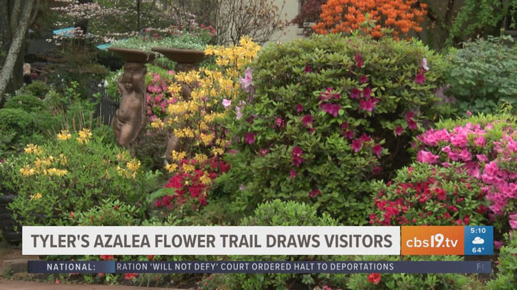 Tyler's Azalea Trails opens with colorful flowers, arts and crafts show