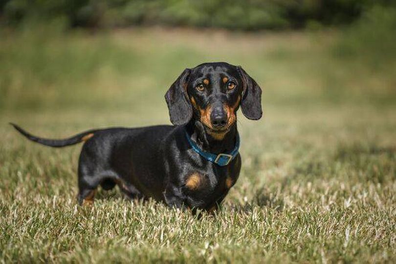 The best low-maintenance dog breeds that 'don't shed much' and have ...