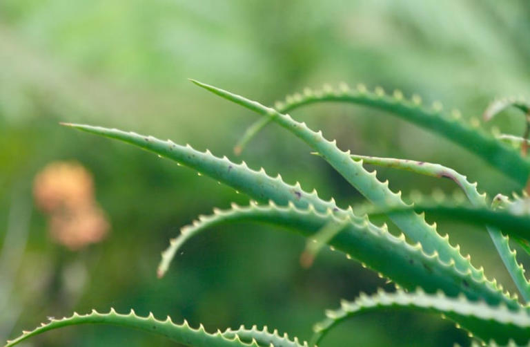 Aloe vera can be used to help cultured meat production, Israeli ...