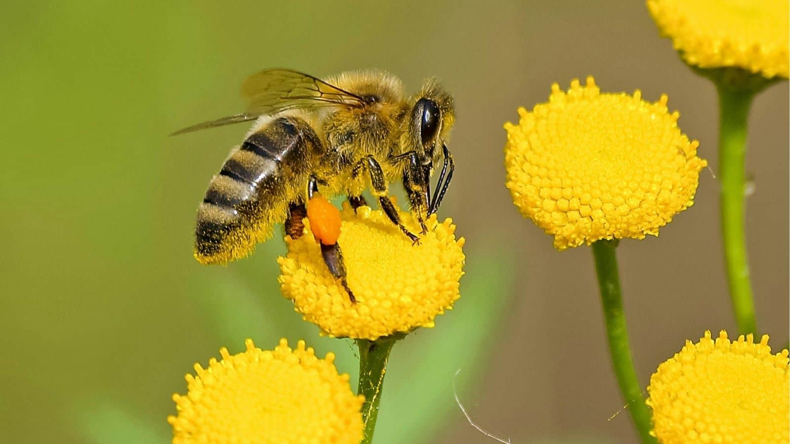 10 Best Plants to Bring Bees and Butterflies to Your Yard