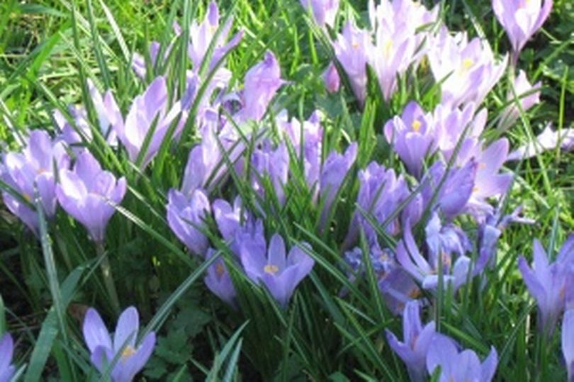 There's a flower named after Nottingham but time is running out to save it