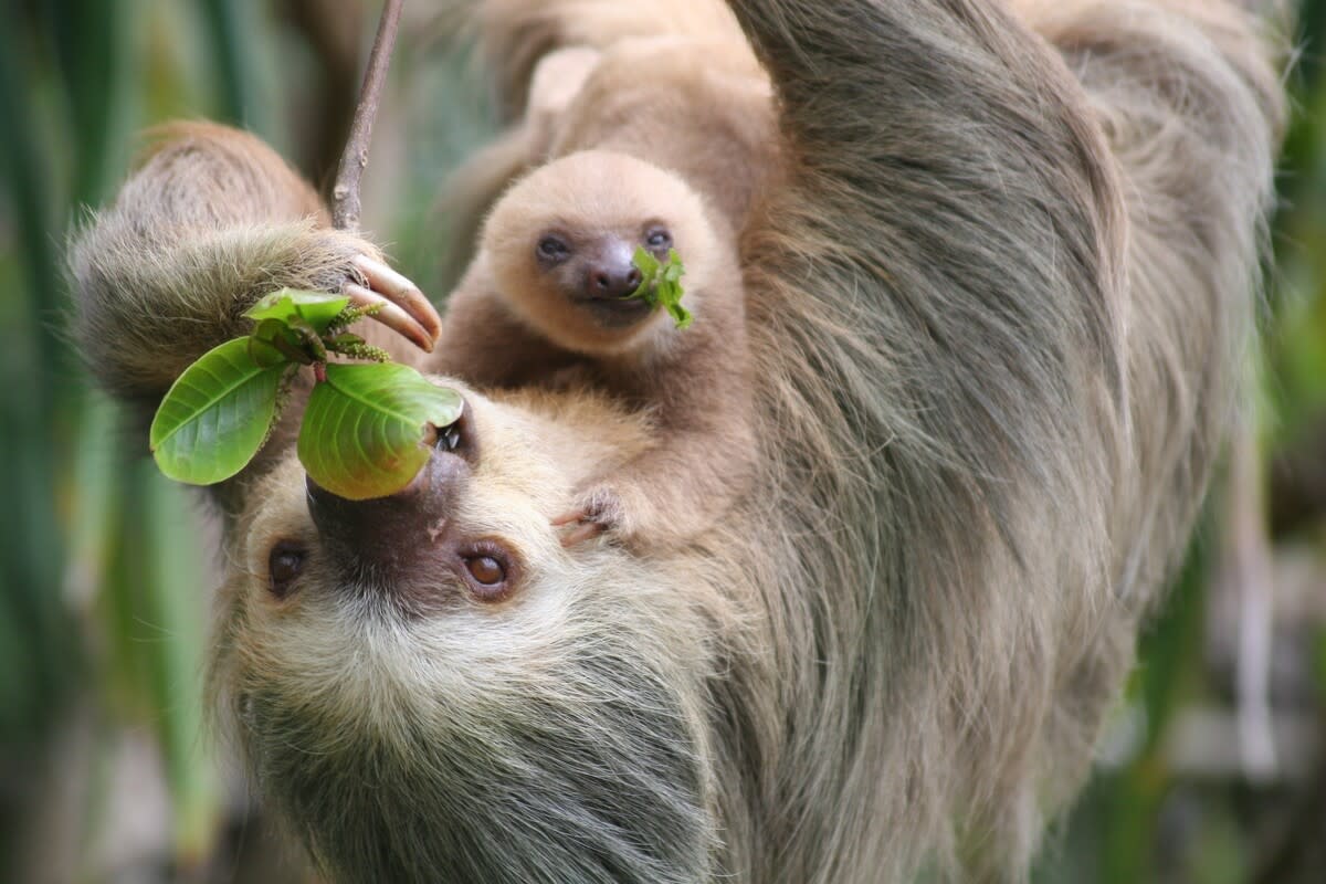 Tiny New Sloth Baby at San Diego Zoo Has the Internet Head-Over-Heels ...
