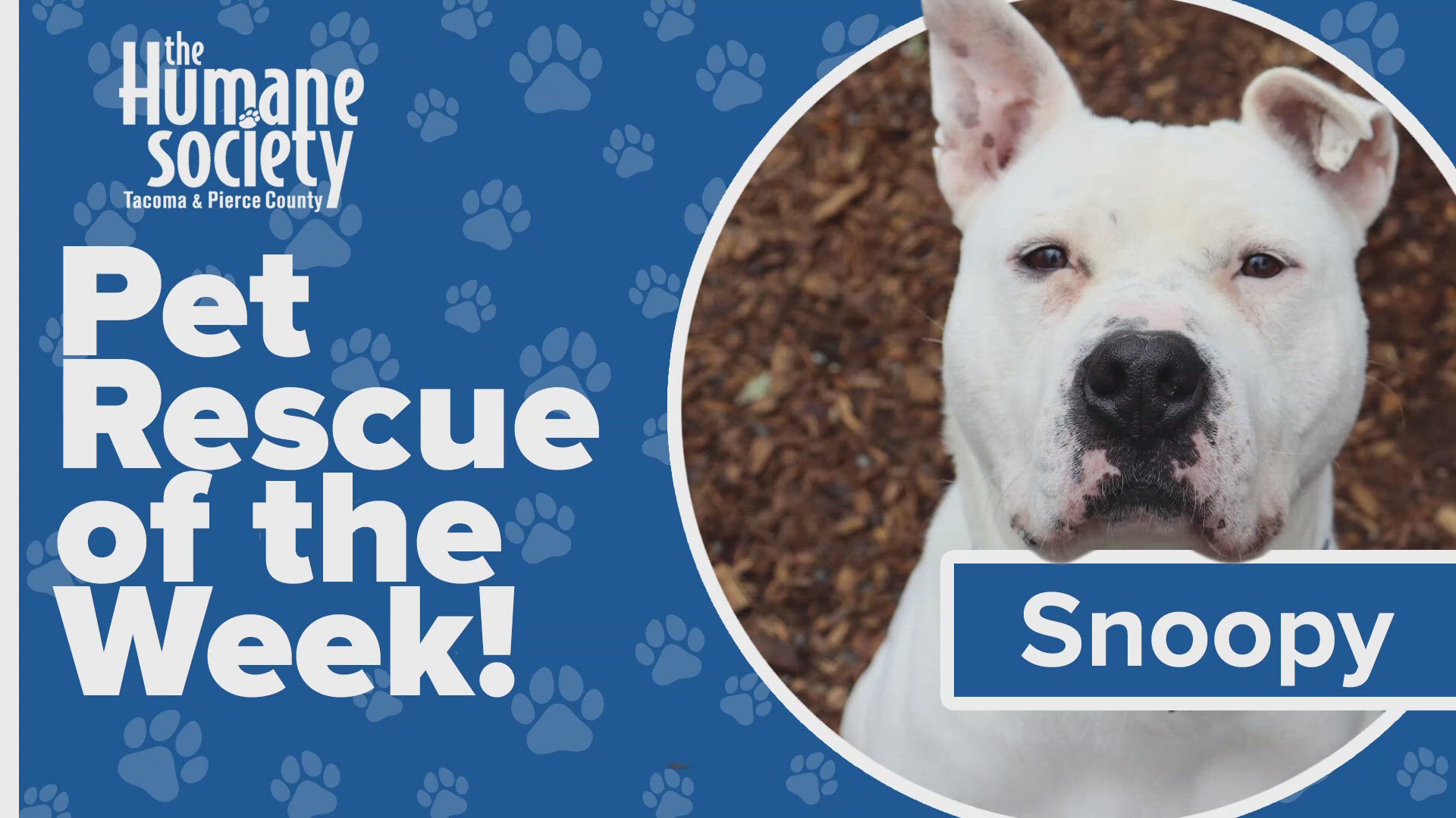 Pet Rescue of the Week: Snoopy