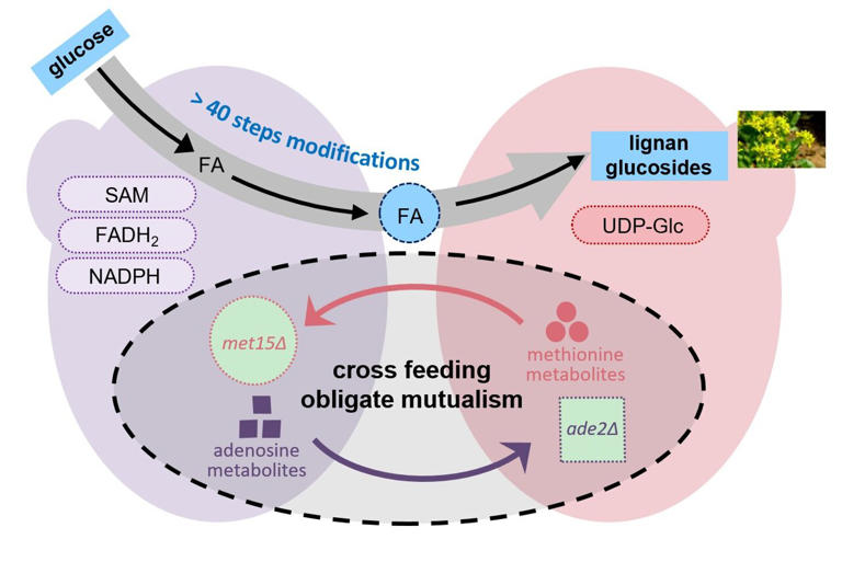 Researchers achieve de novo biosynthesis of plant lignans using ...