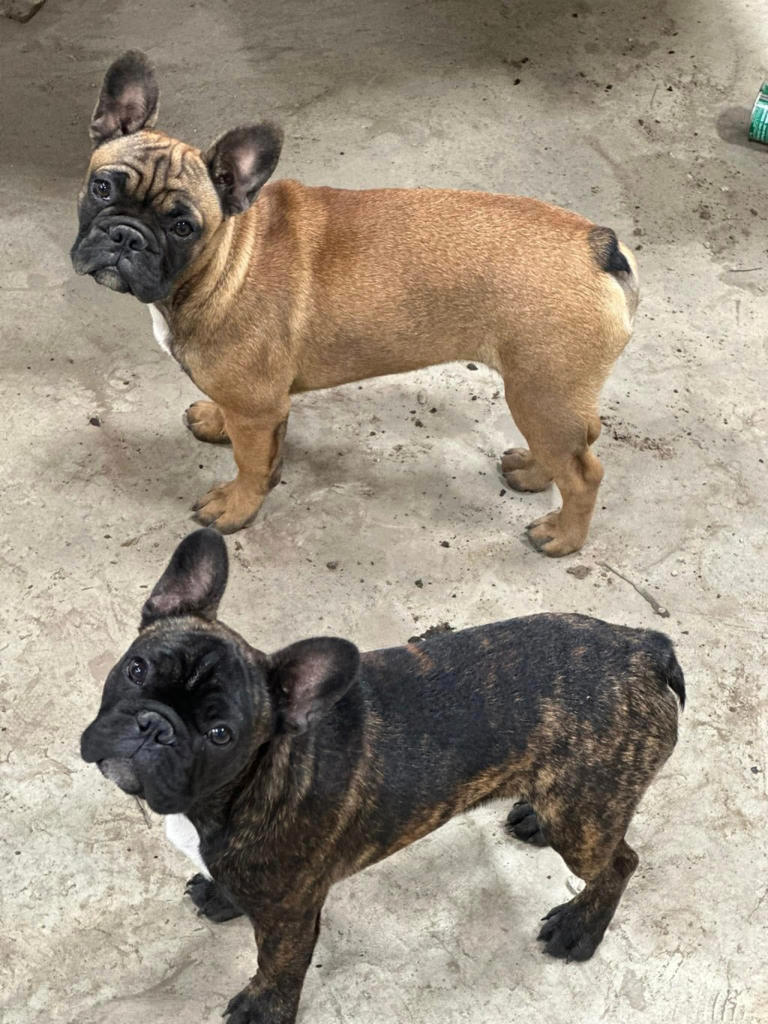 Missing French bulldogs found dead in crab pots in Alaska: ‘I’m still ...