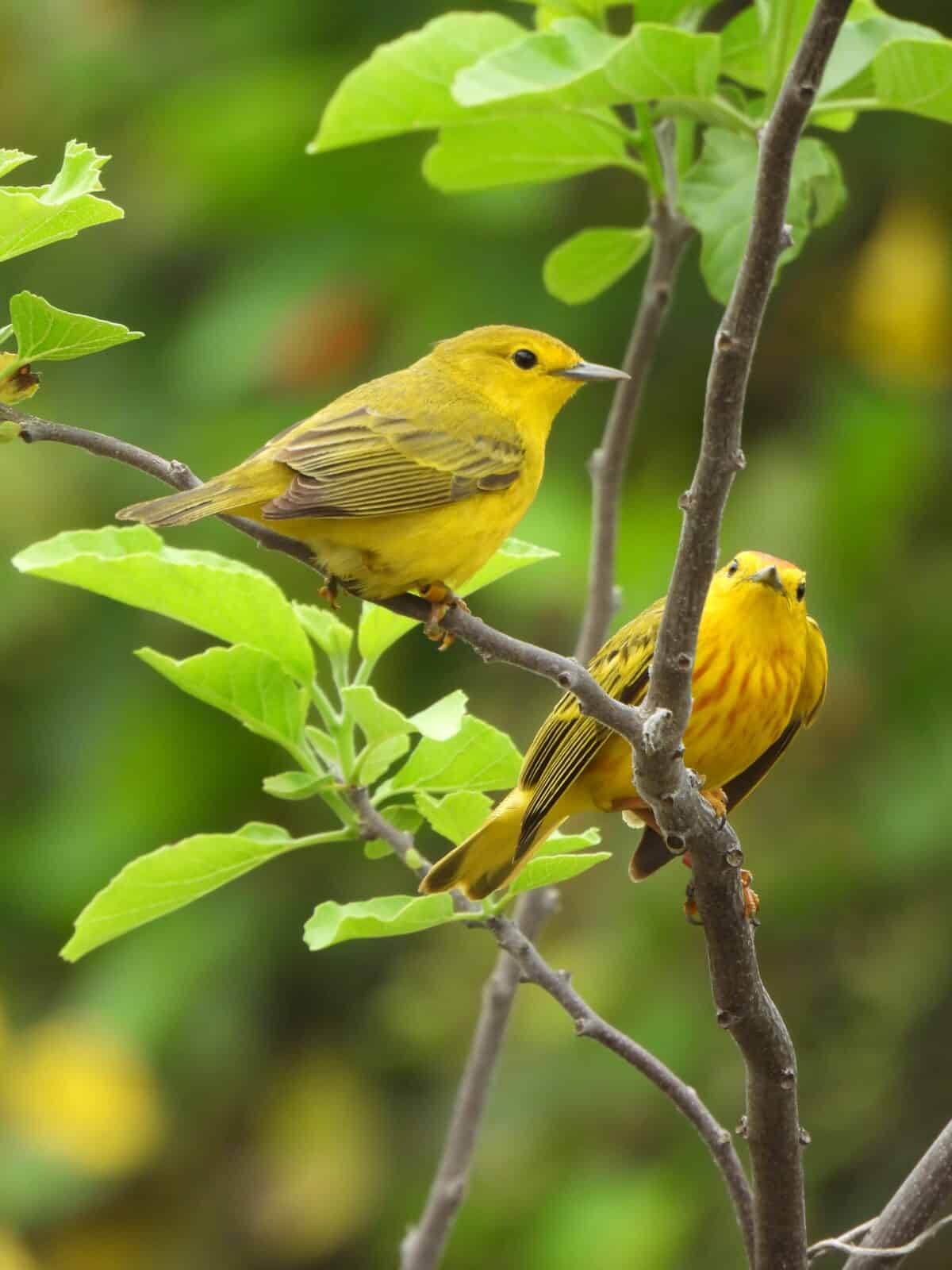 Road Rage: How Busy Streets Yield Angry Birds