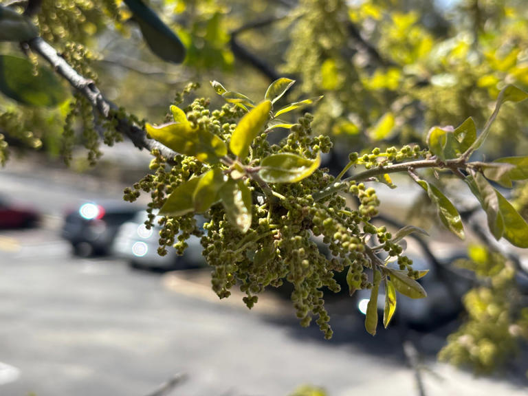 Atlanta pollen count hits new high, breaks 3,000 first time this year