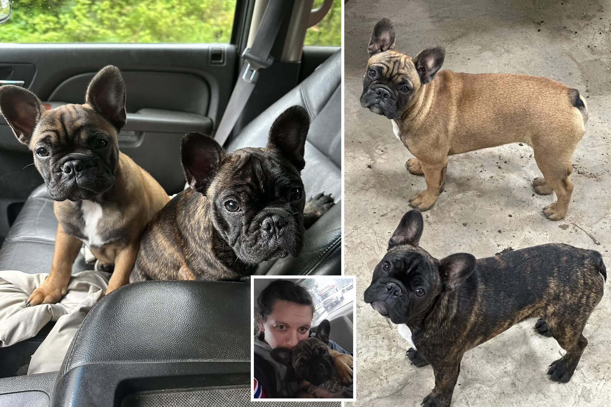 Missing French bulldogs found dead in crab pots in Alaska: ‘I’m still ...