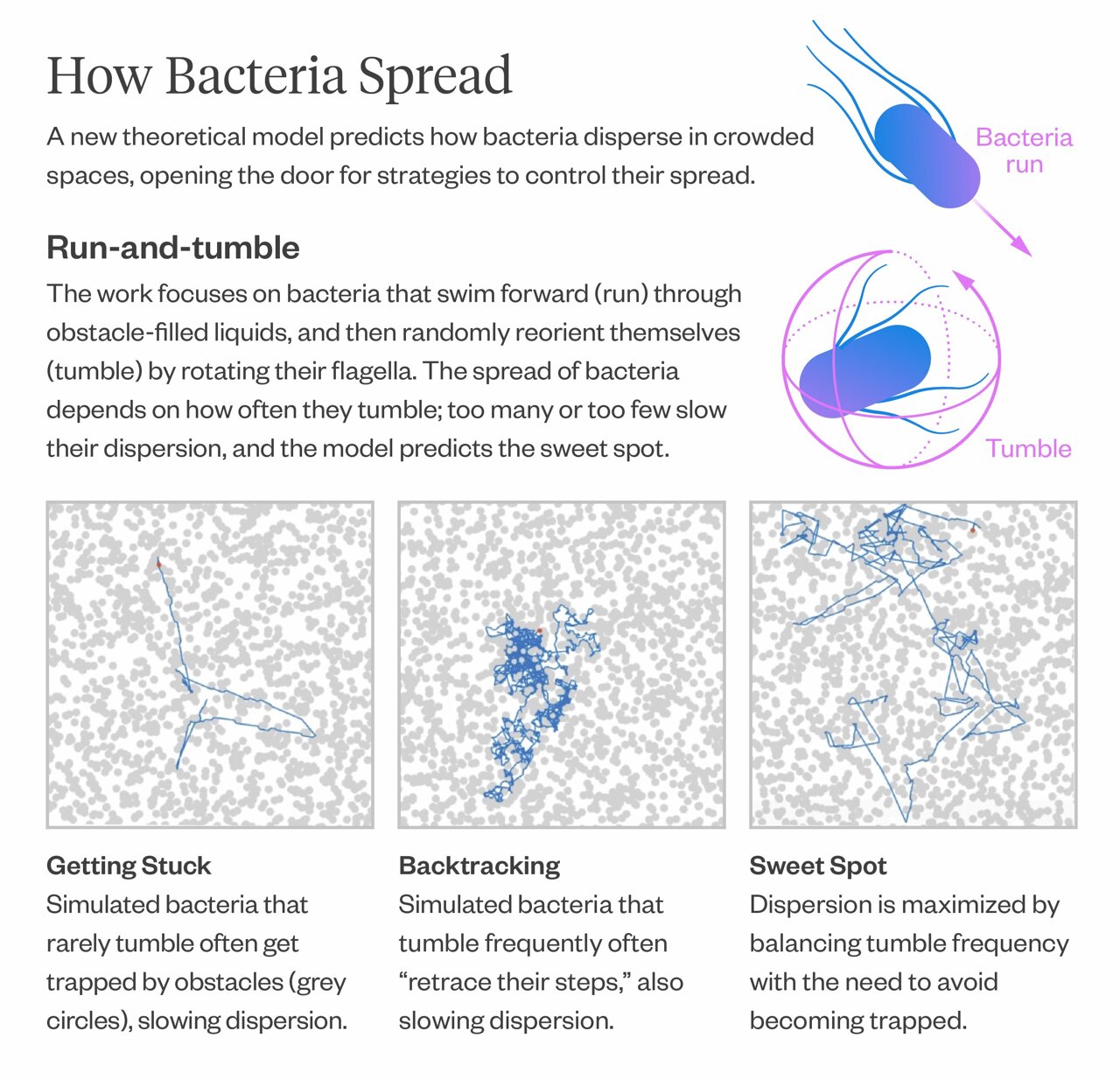 Analytical model predicts how bacteria navigate obstacles to spread