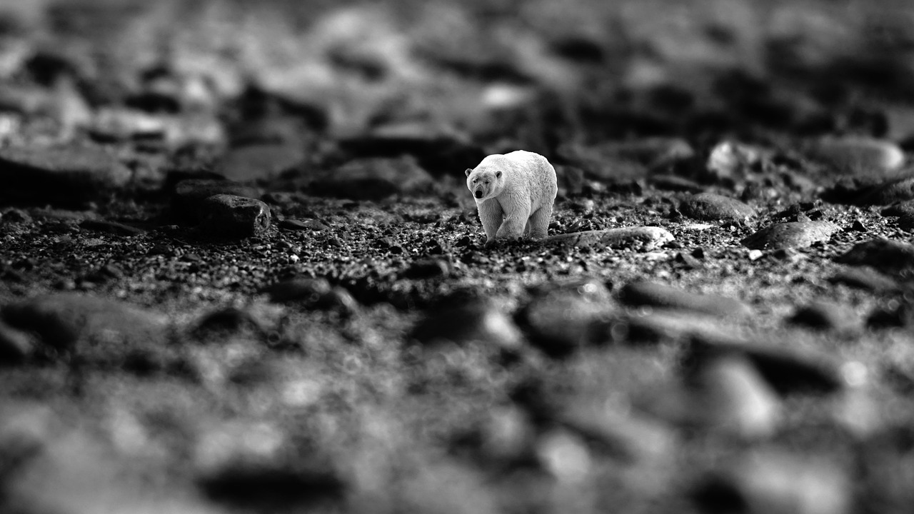 The Next Mass Extinction—And How We Might Be the Cause