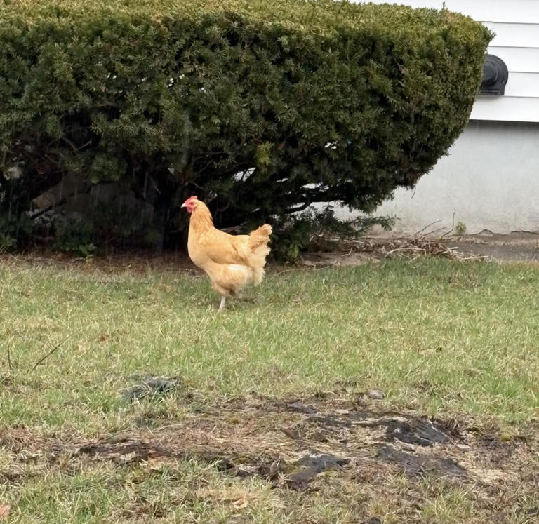 ‘Cluck Norris’ found wandering in Bloomfield