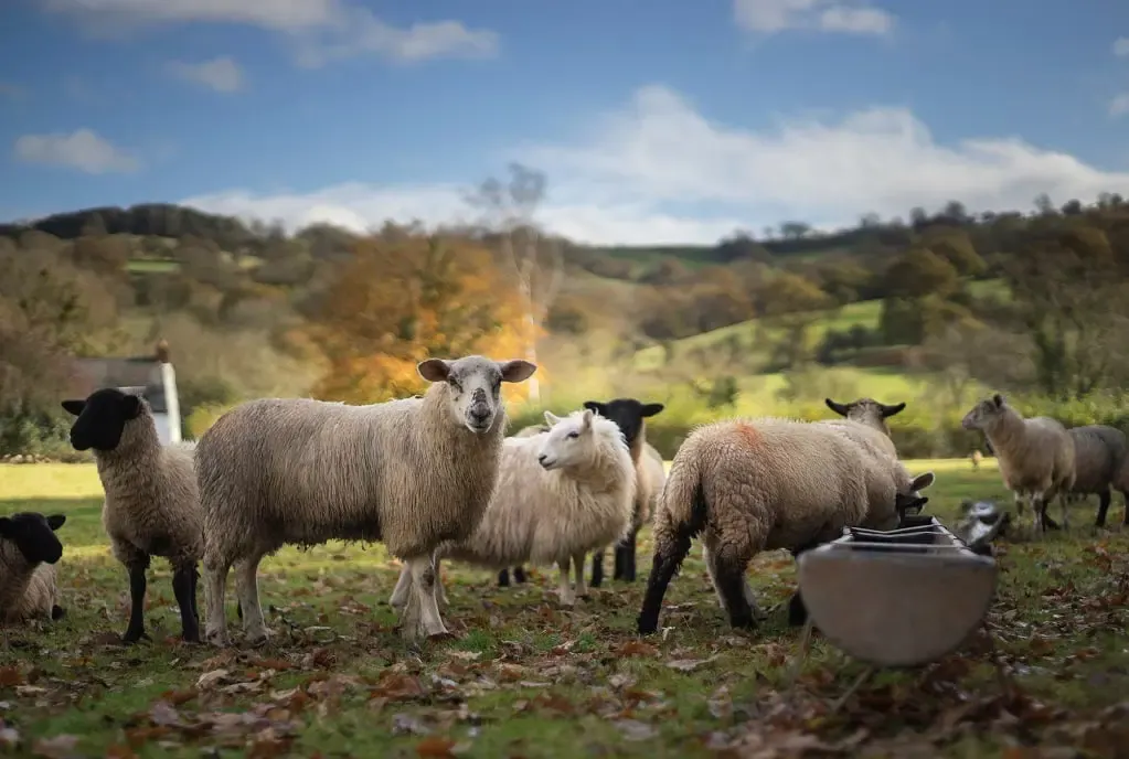 UK detects first case of bird flu in a sheep