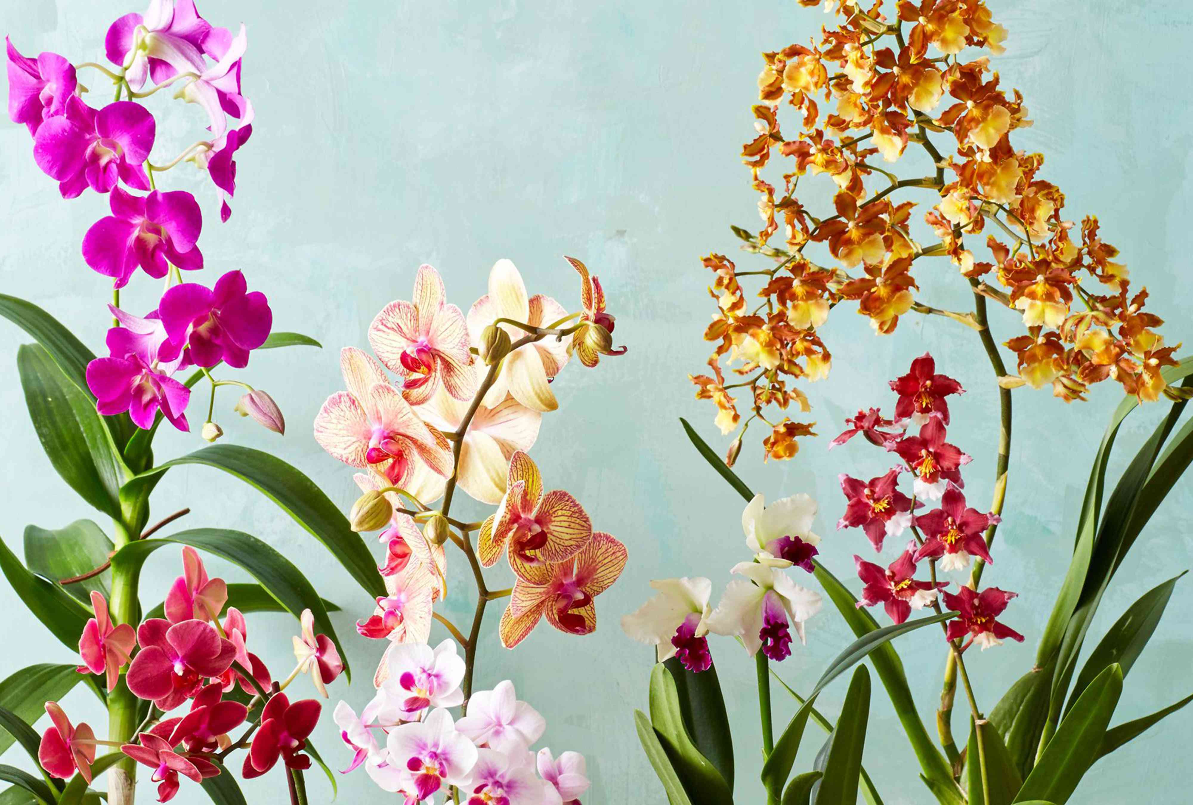 Find Out If Your Favorite Flower Is the Most Popular in Your State (It ...