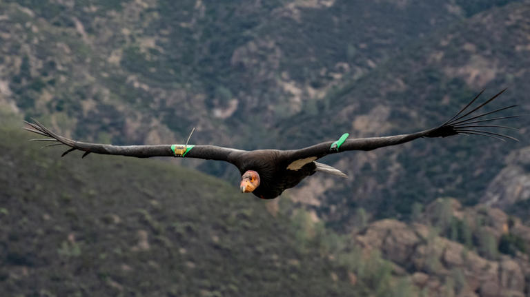 Admire Beautiful Wildlife At One Of California's Least Visited National ...