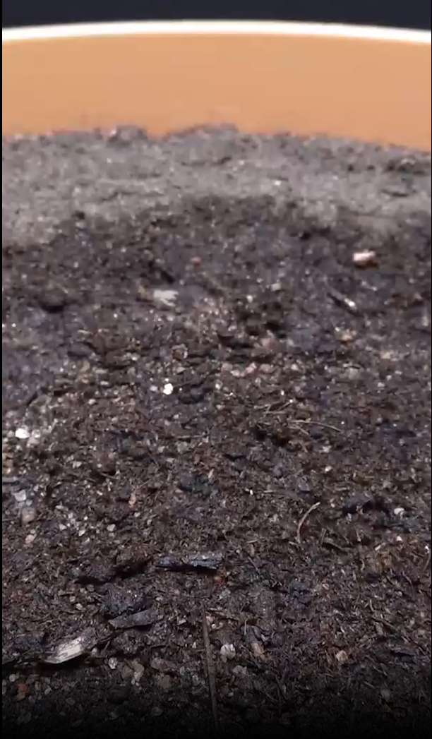 Red Sun Flower Timelapse