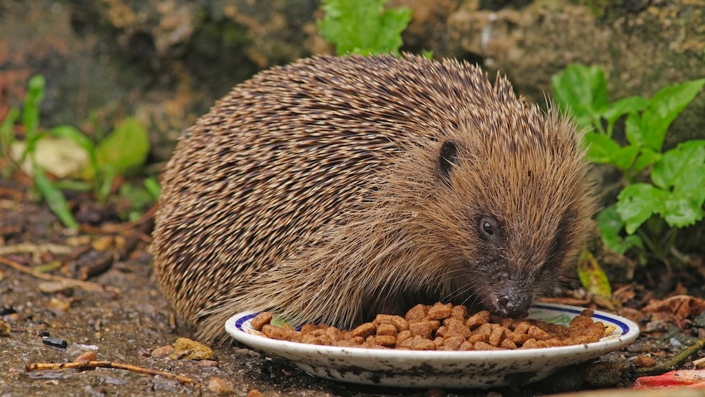 Warum man Igel nach dem Winterschlaf auf keinen Fall füttern sollte