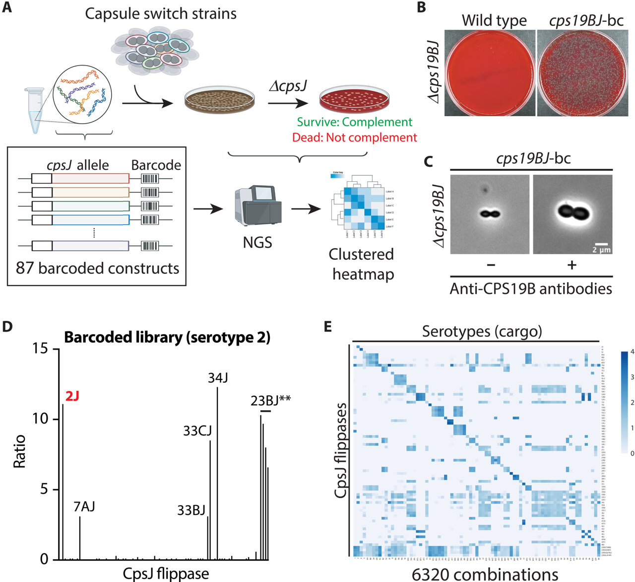 Breaking antibiotic-resistant bacteria's protective capsules: Study ...