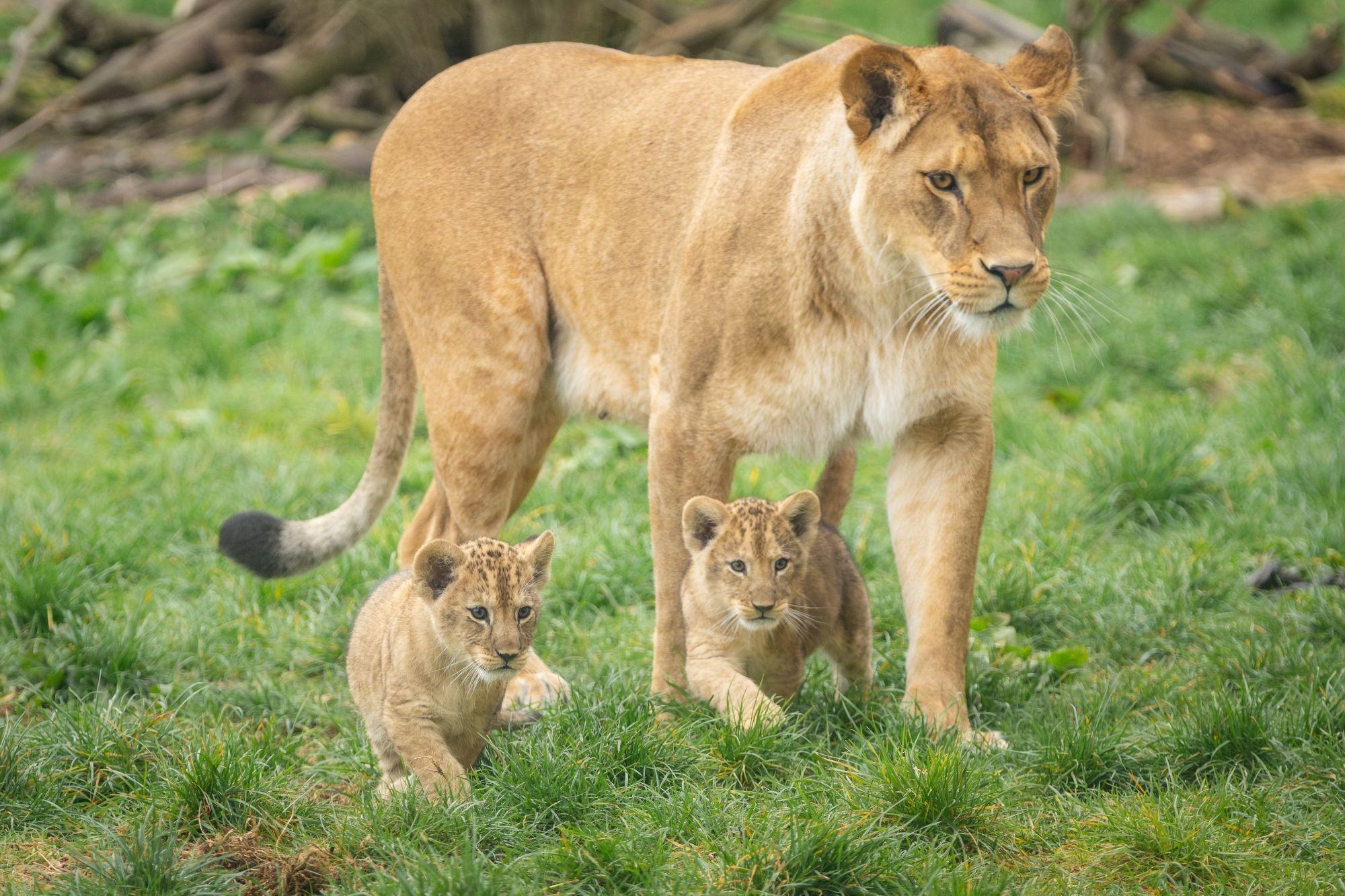 PHOTOS: Rare lion cubs take first steps outside at Whipsnade Zoo under ...