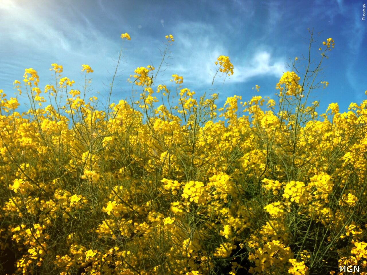 Sniffling and sneezing? Spring pollen season is upon us