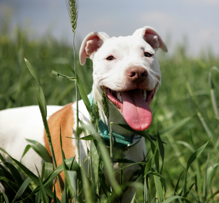 Breed-Specific Laws Are Costing Dogs Their Lives—Here’s Why Change Is ...