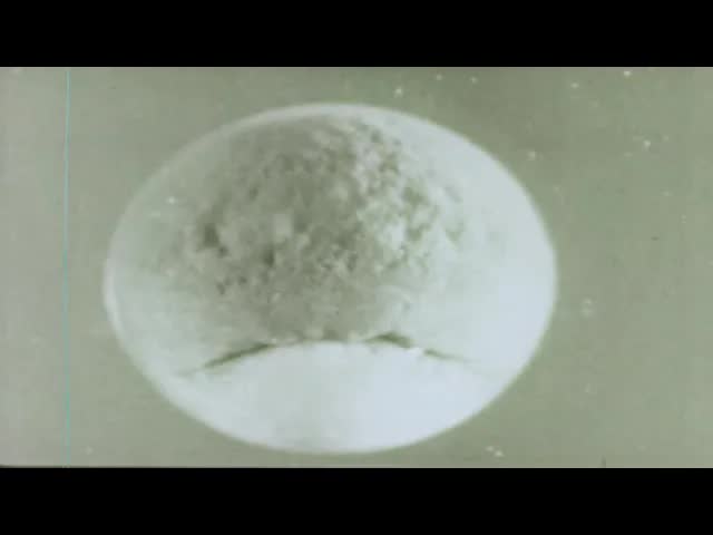 Amphibian Embryo Development: Frog & Salamander Reproduction