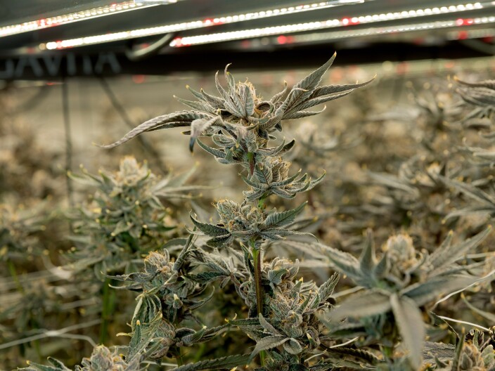 Could legal weed make you sick? Here's how California tries to keep it safe