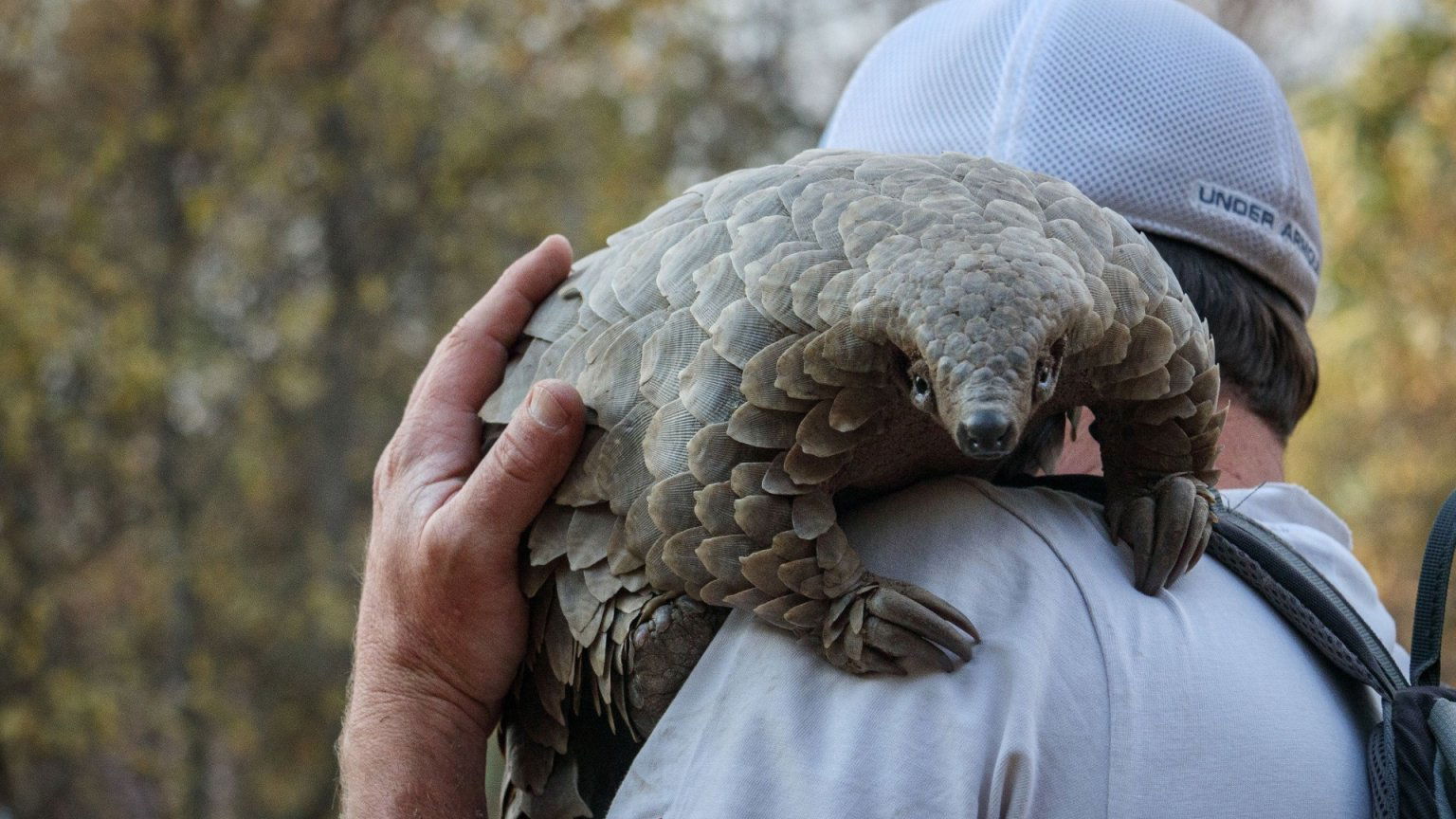 Netflix deelt de trailer van nieuwe dierendocu: wat weet je van de ...