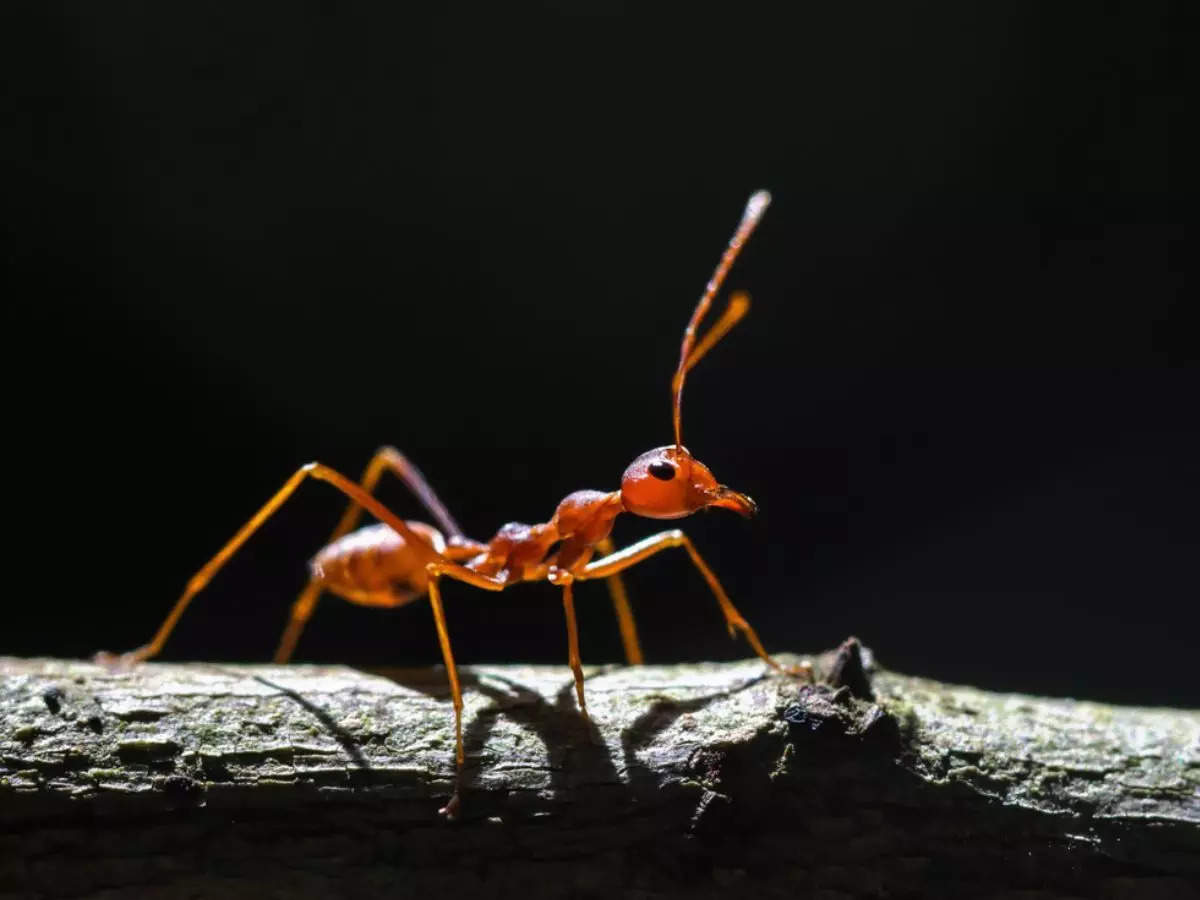 Fire Ant invasion sends 23 to hospital in Australia. Why their bite is ...
