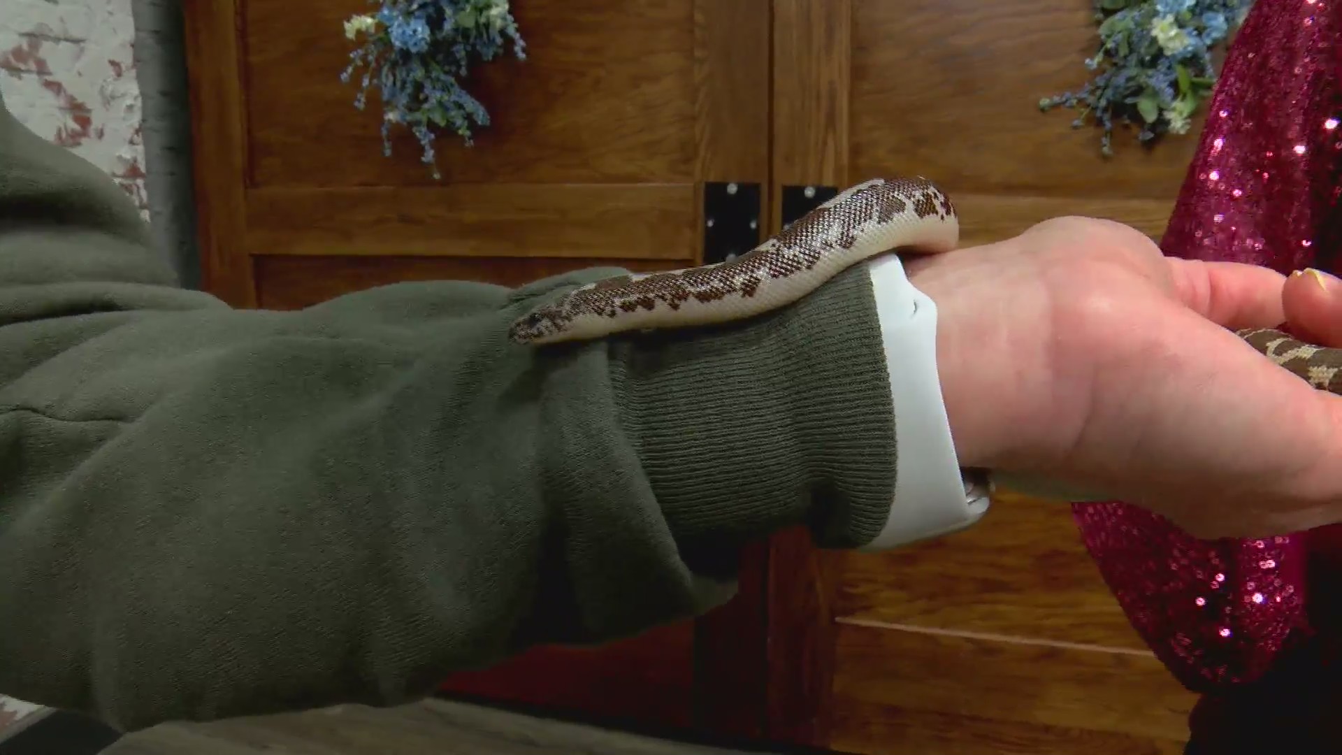 What are Some Snake Facts? - Sand Boa Snakes