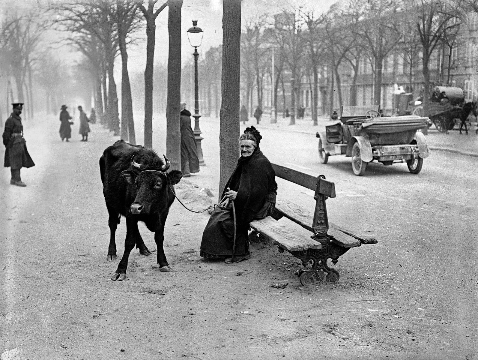 Loyal companions: fascinating pictures of animals during World War I