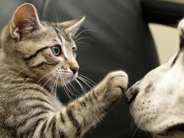 Best Chewy promo codes in March 2025: Free gift cards and discounts